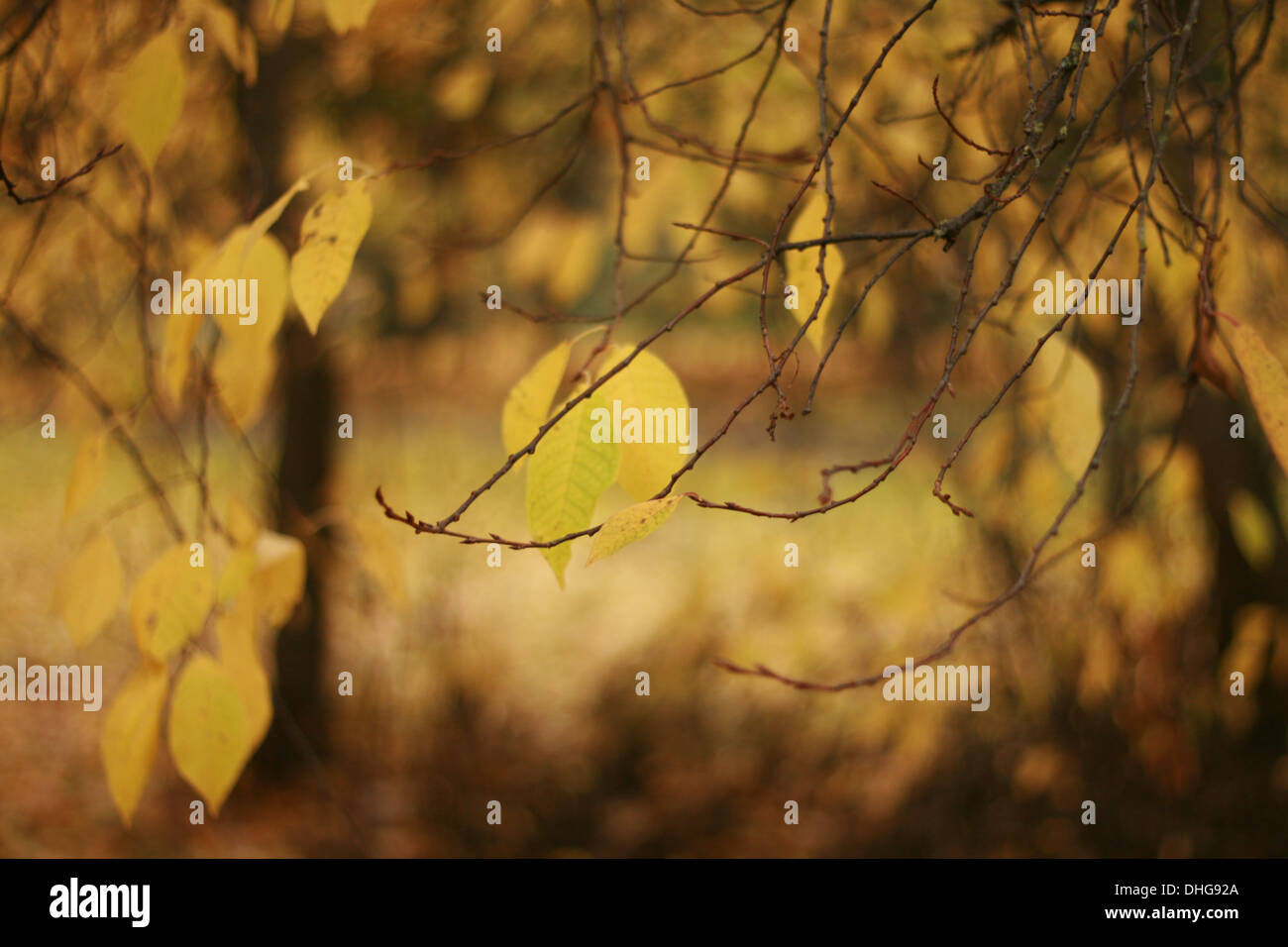 Gold golden brown leaves hi-res stock photography and images - Alamy