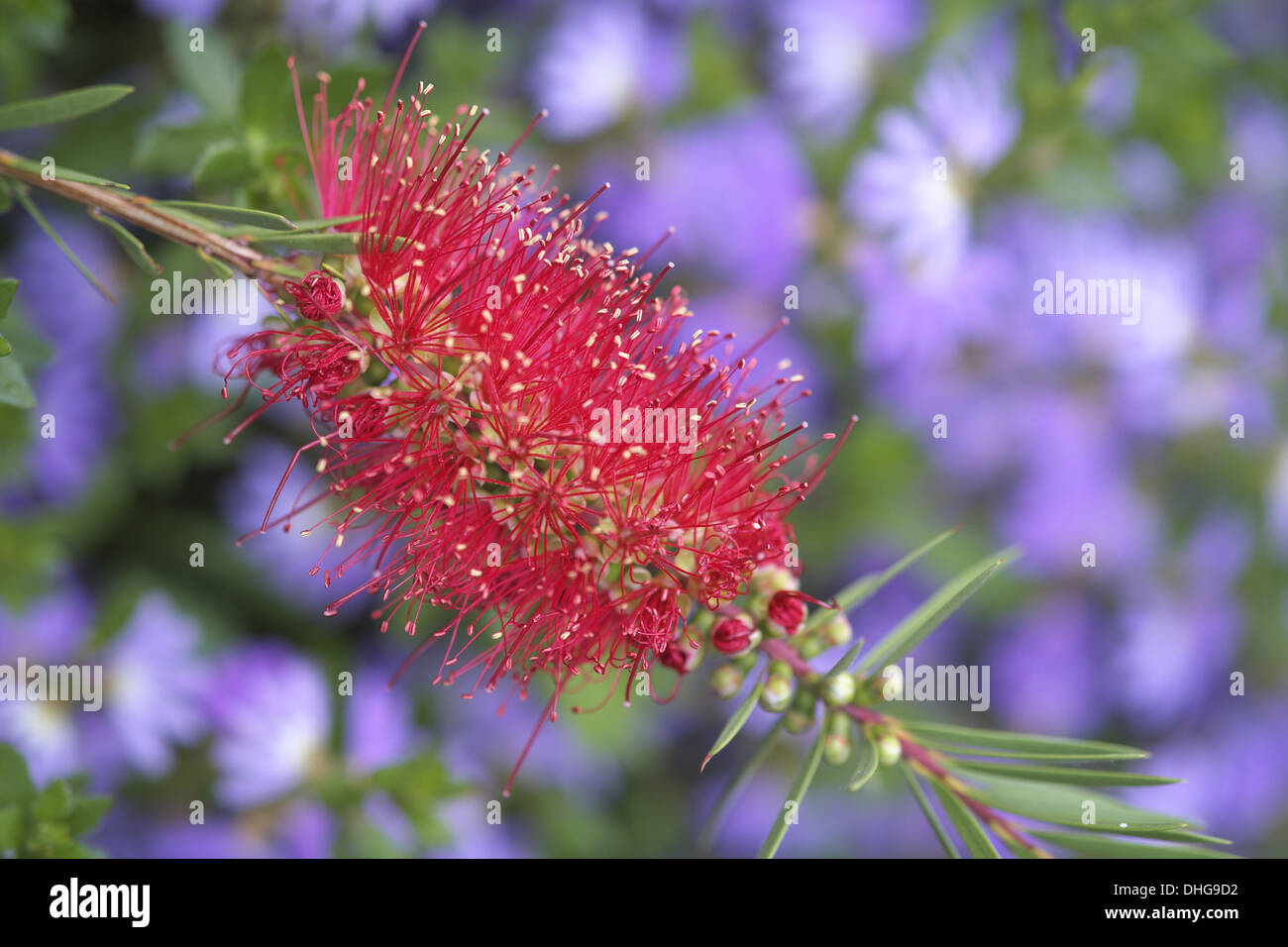 Callistemon hi-res stock photography and images - Alamy
