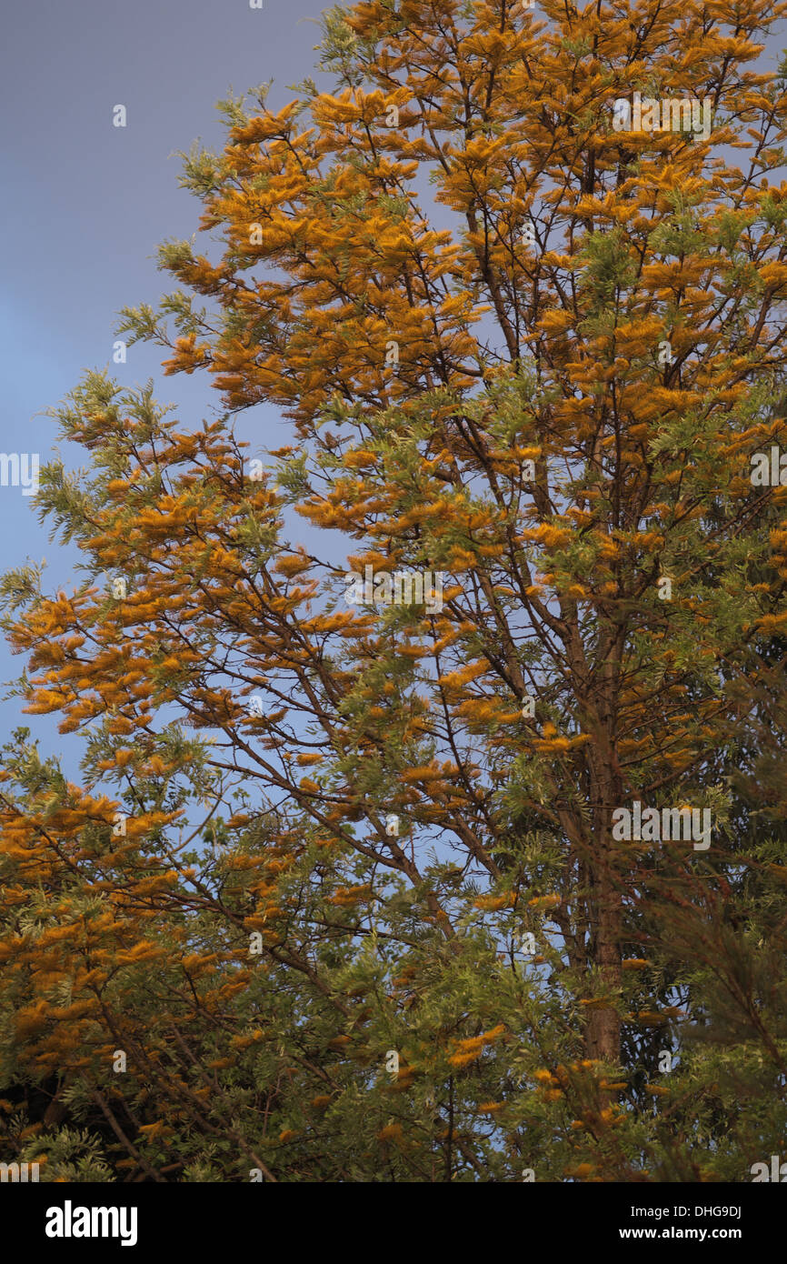 Silky Oak, Grevillea robusta in flower Stock Photo - Alamy