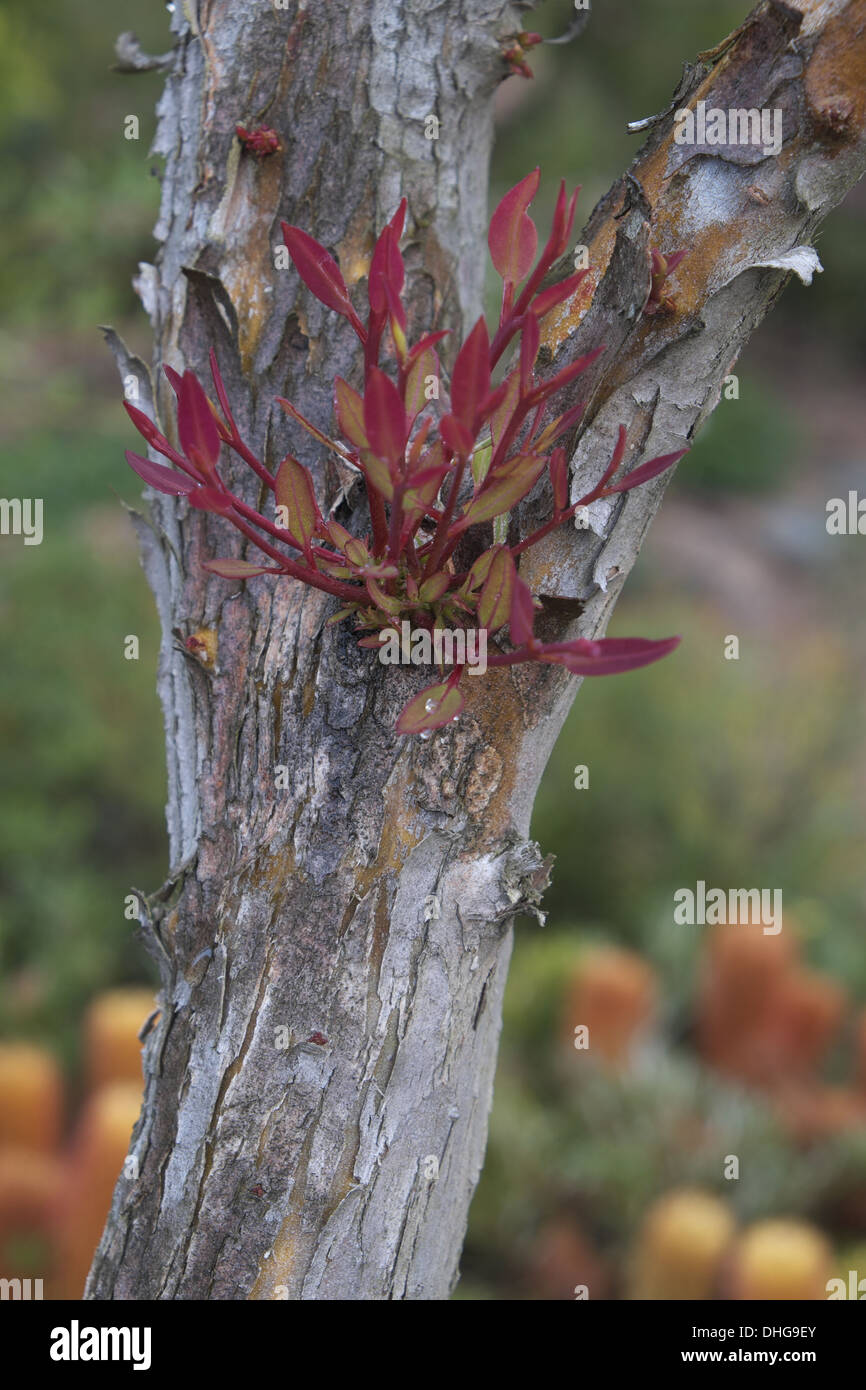 Epicormic hi-res stock photography and images - Alamy