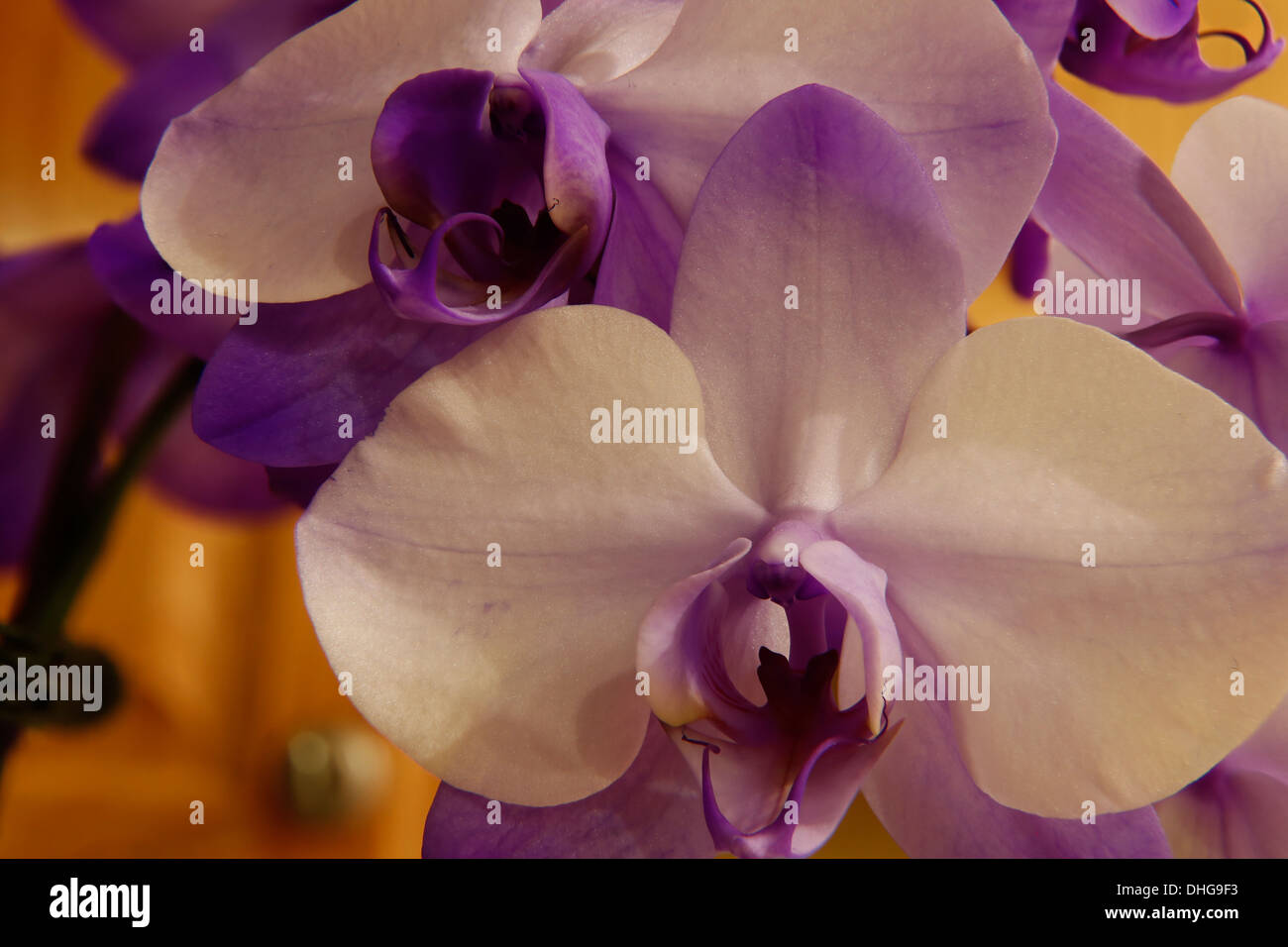 Orchads High Resolution Stock Photography and Images - Alamy