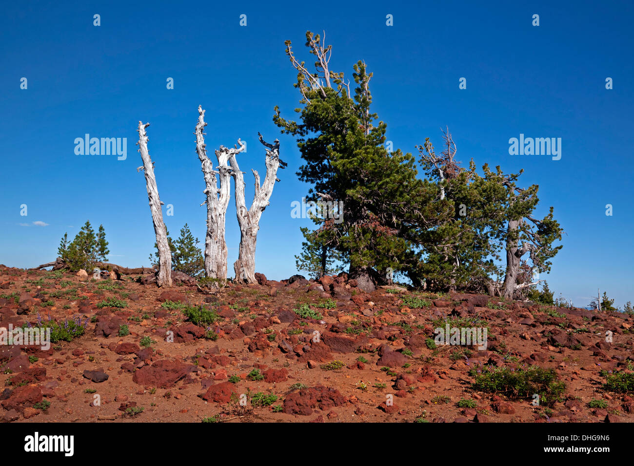 OREGON - Lupine blooming amid the red pumice at the summit of Tumalo ...