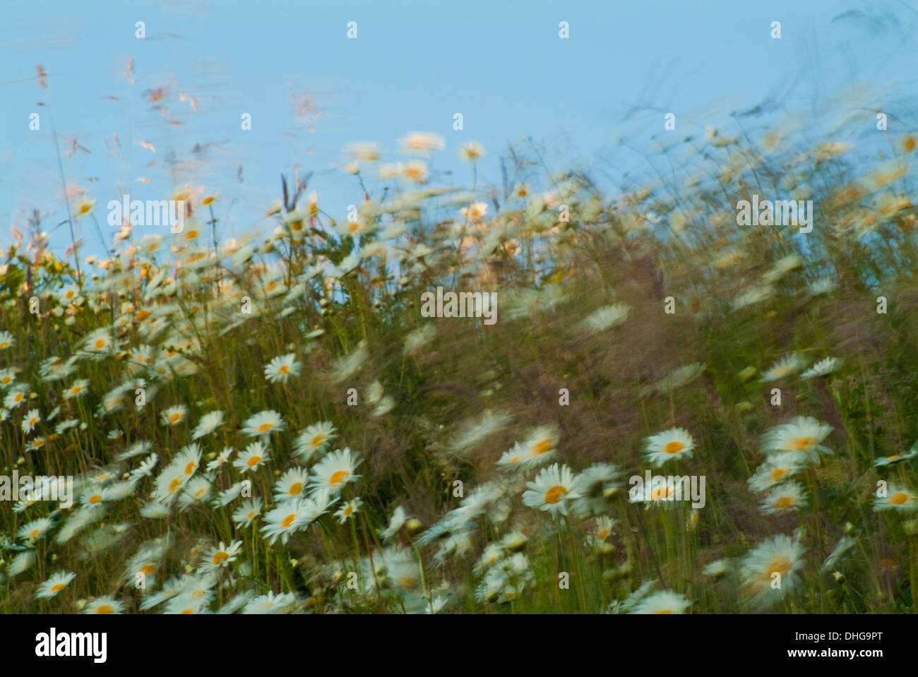 Daisies Blowing in the Wind Stock Photo - Alamy