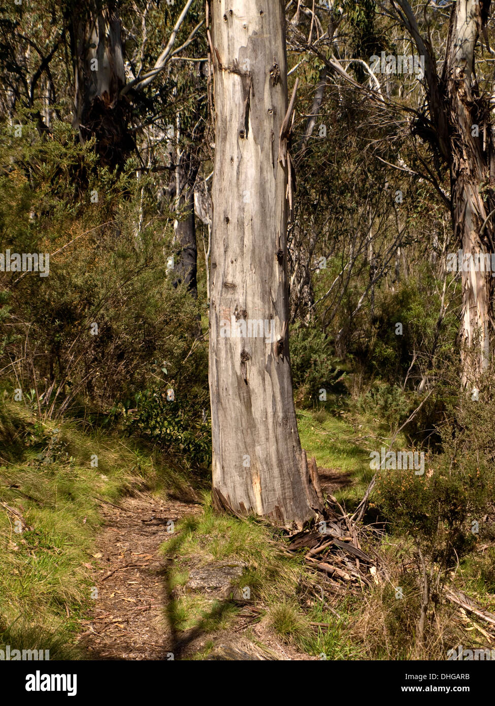 Path through the bush, Snowy Mountains, NSW, Australia Stock Photo - Alamy