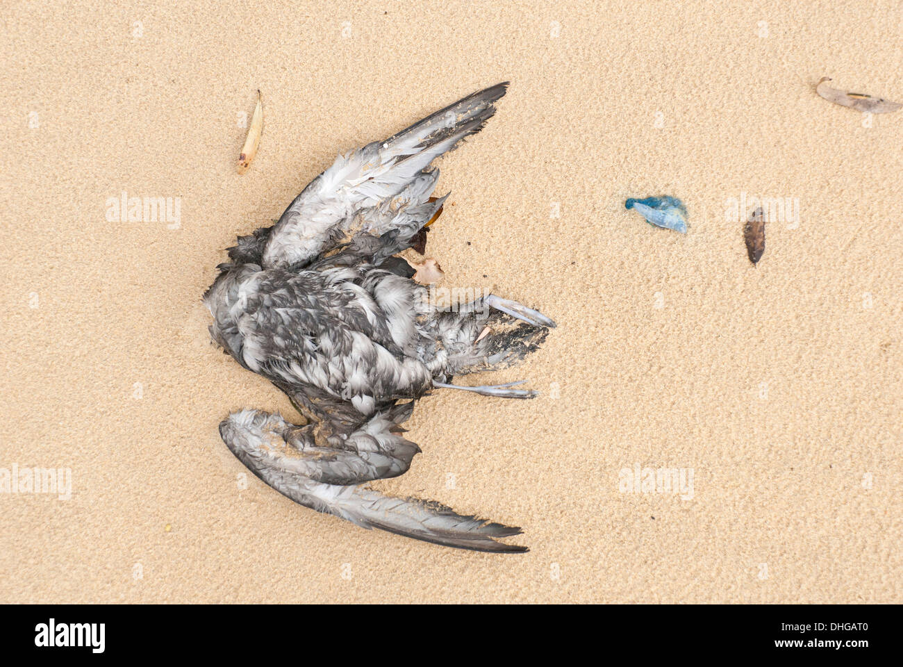 A dead bird washed up on an Australian beach after a storm Stock Photo ...