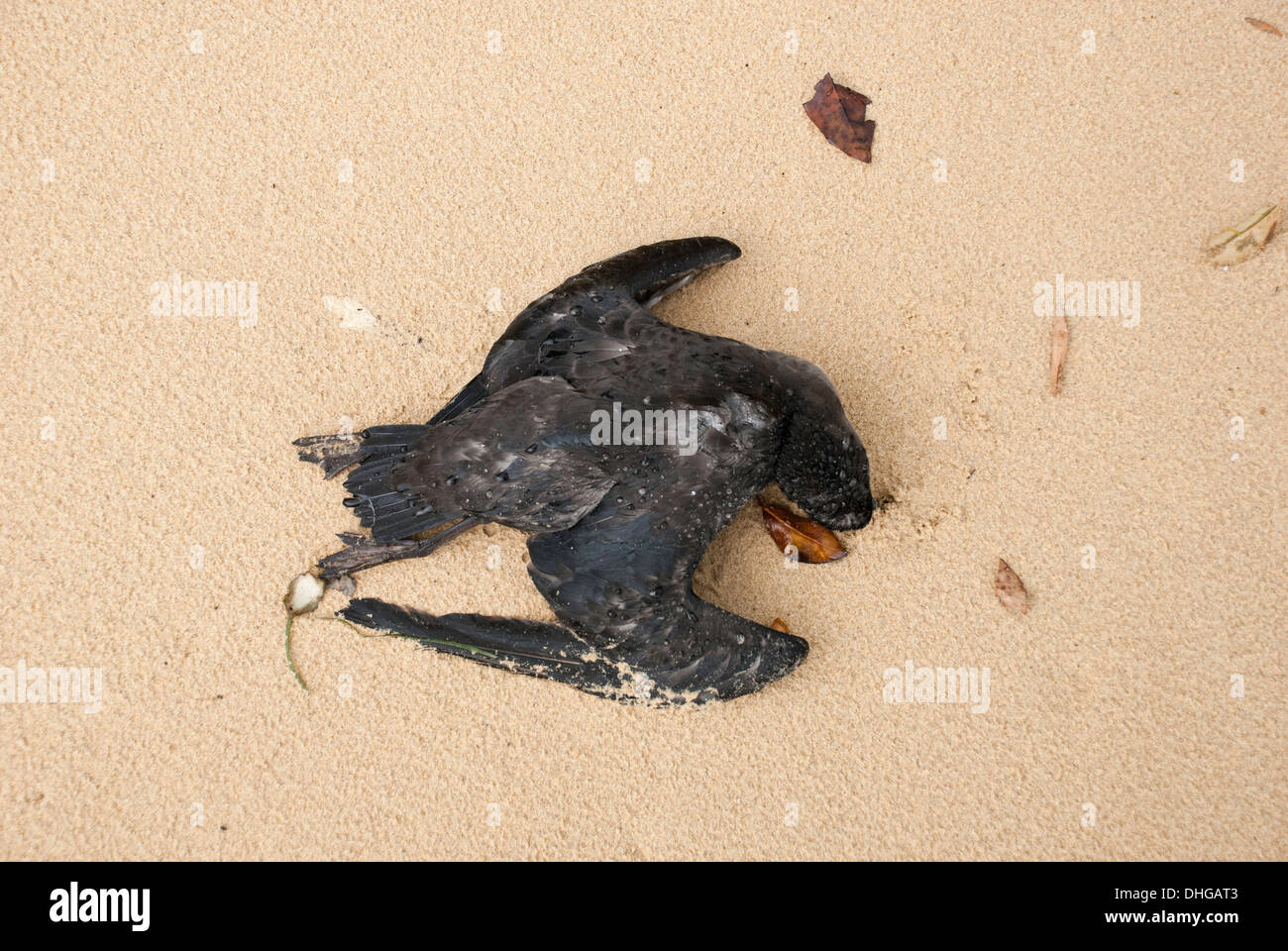 Australian sea bird hi-res stock photography and images - Alamy