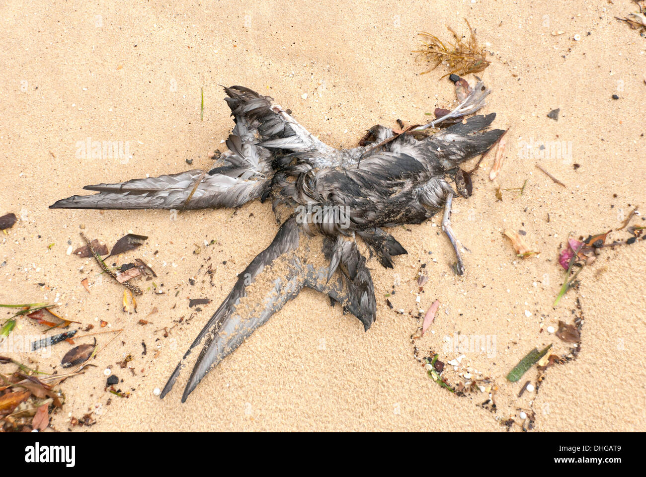 A dead bird washed up on an Australian beach after a storm Stock Photo ...