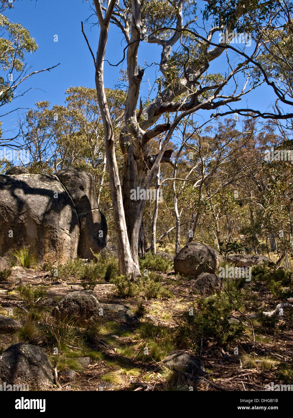 Tree and boulders hi-res stock photography and images - Alamy