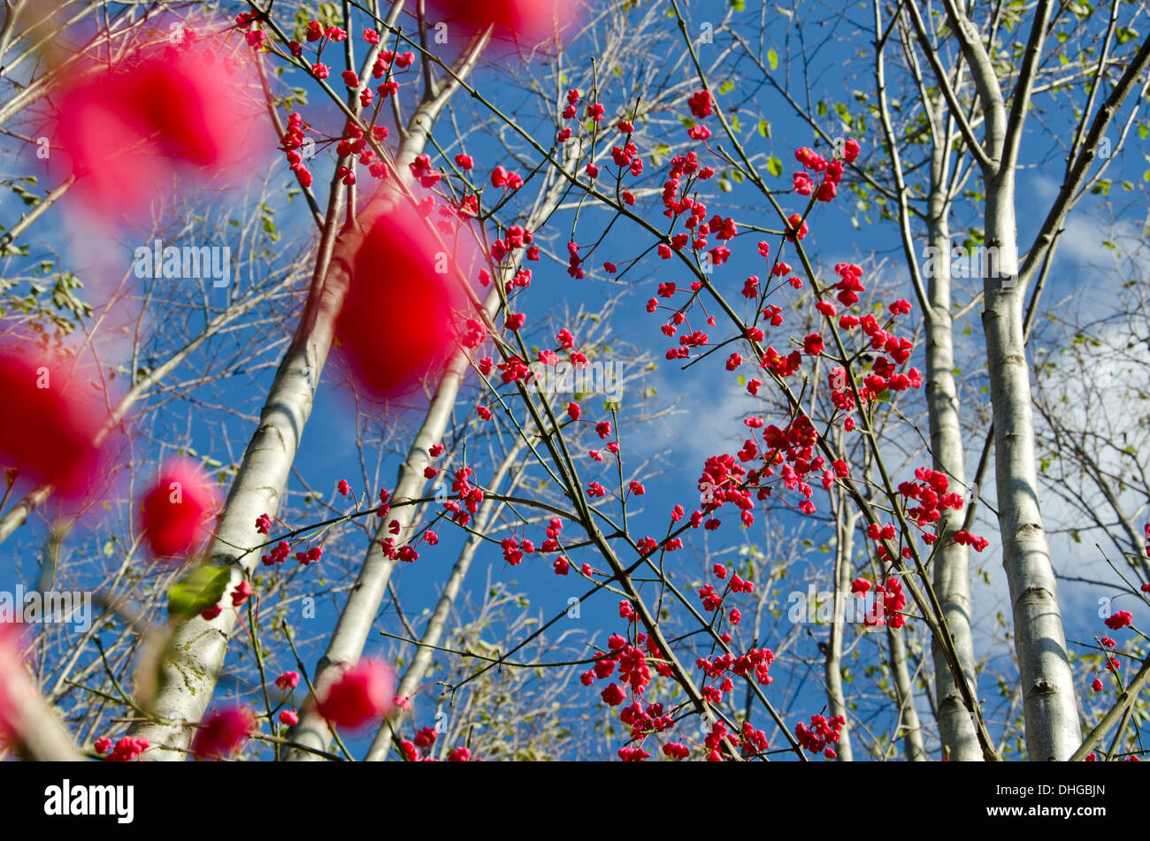 Spindle berry plant hi-res stock photography and images - Alamy