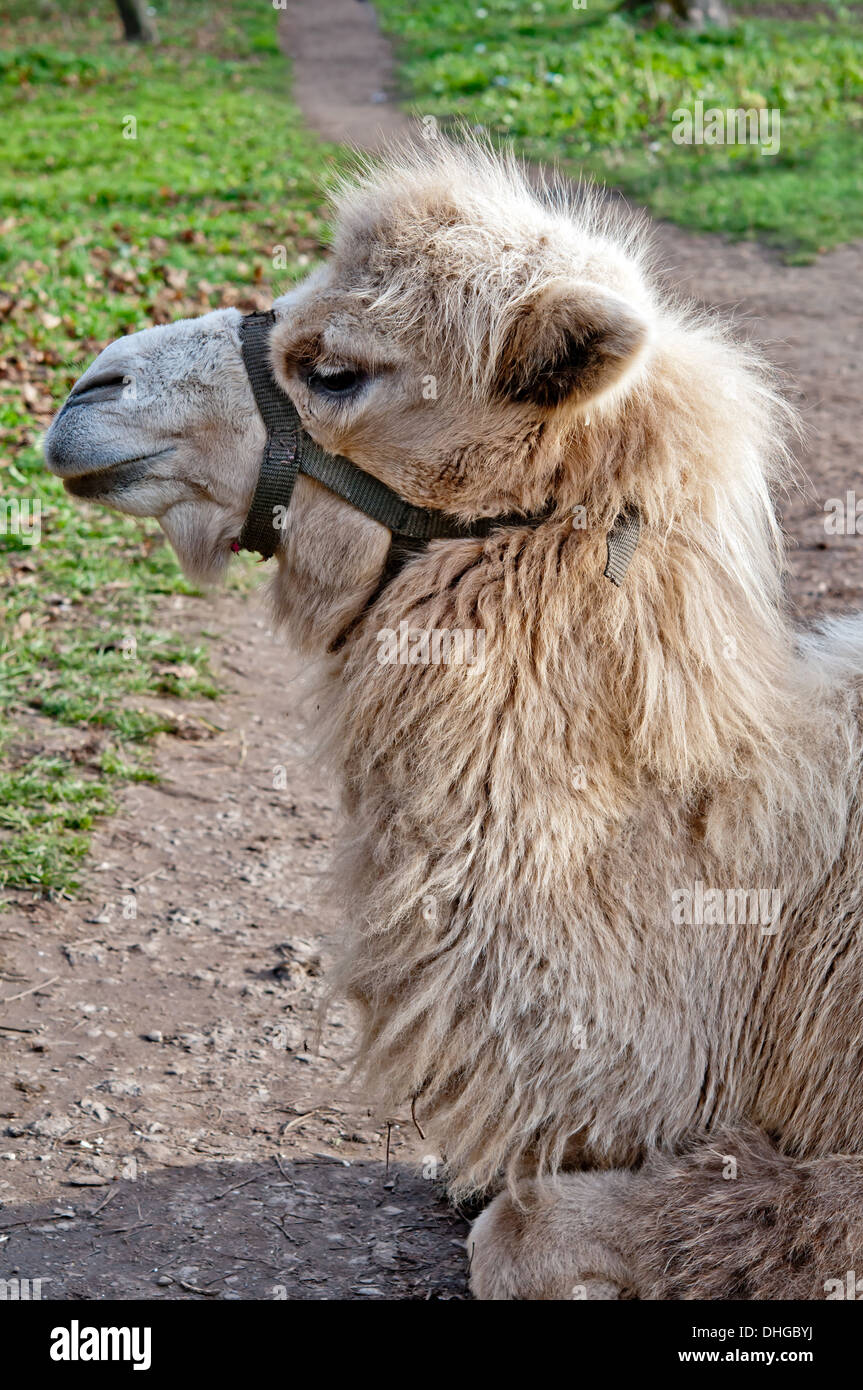 Arabian camel head close hi-res stock photography and images - Alamy