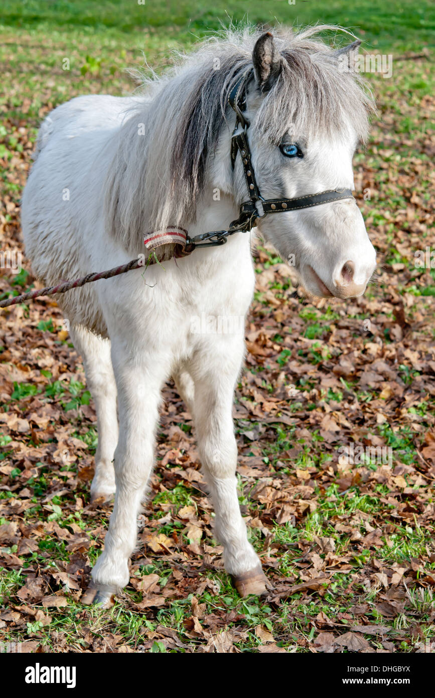 Baby shetland pony hi-res stock photography and images - Alamy