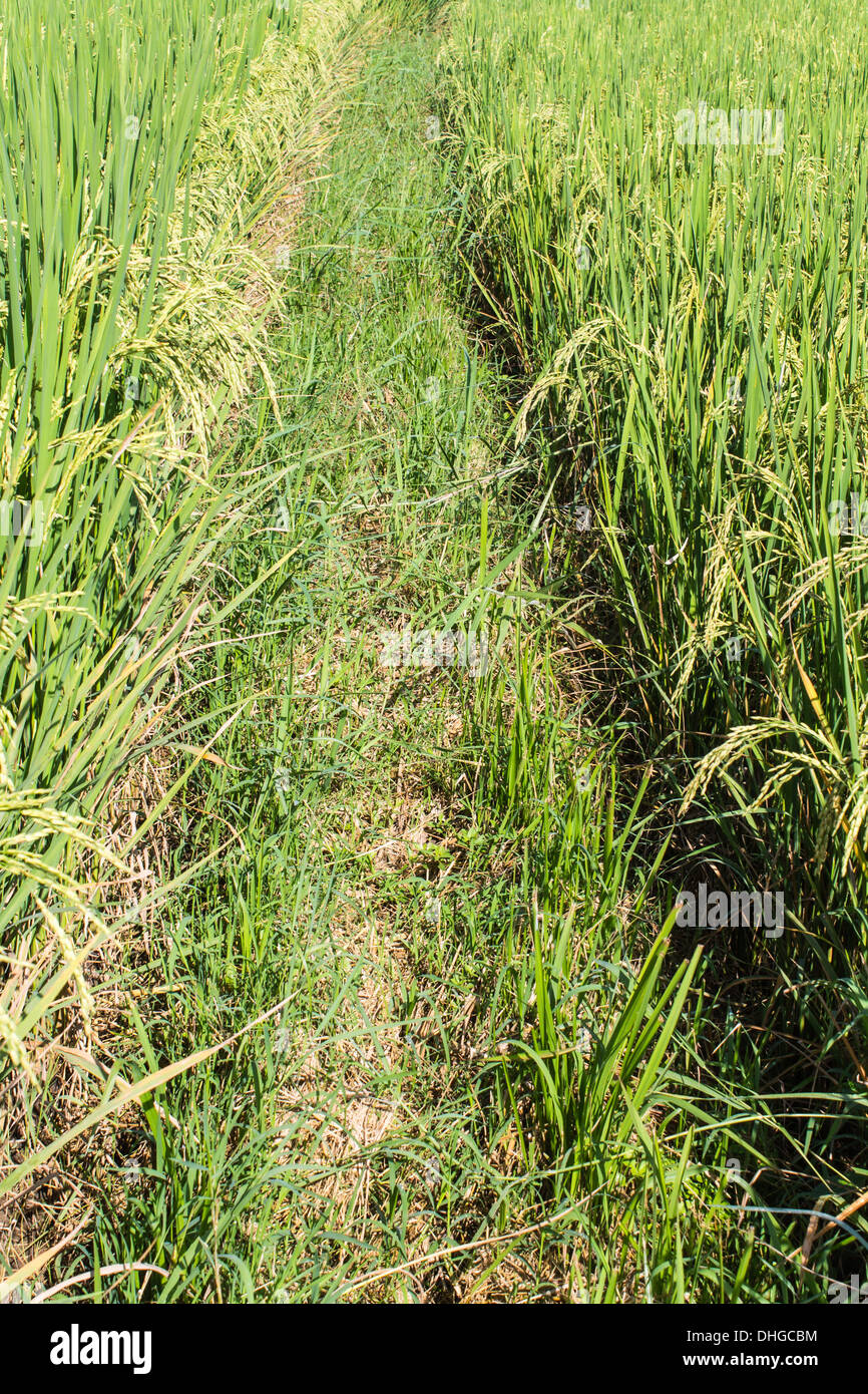 Path Through the Rice Fields Stock Photo - Alamy