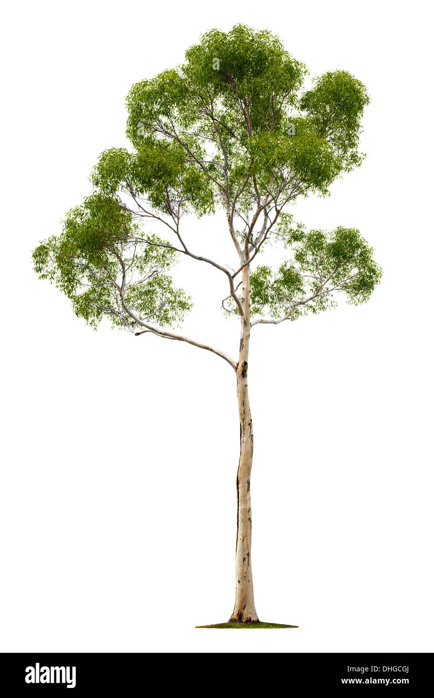 Green beautiful and tall tree isolated on white background Stock Photo ...