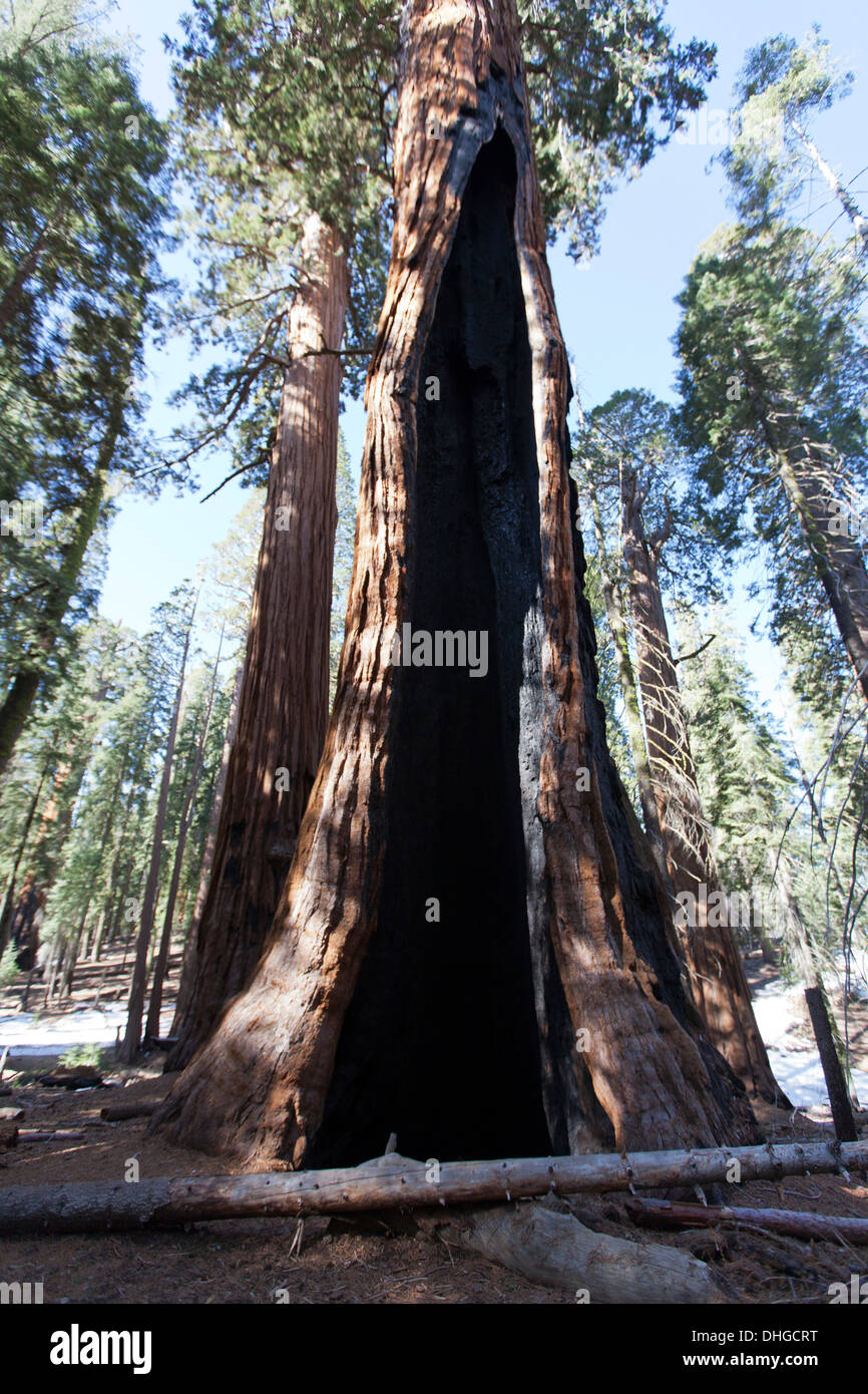 The Congress Trail, Sequoia National Park, California, U.S.A Stock ...