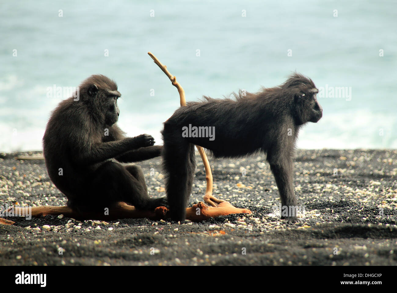 Black Macaques aka Celebes Crested Macaques (Macaca Nigra) Cleaning ...