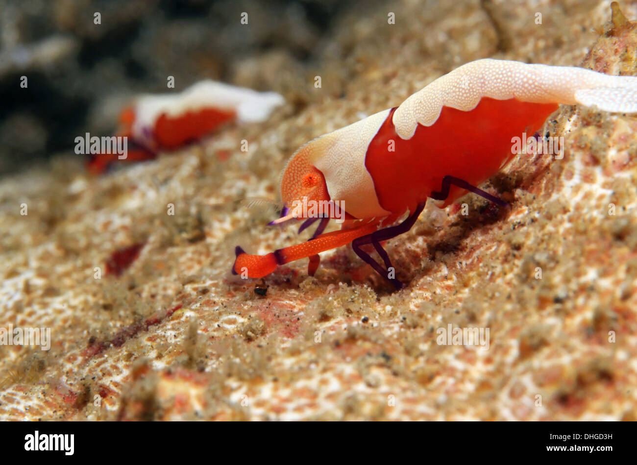 Emperor Shrimps (Periclimenes Imperator), Lembeh Strait, Indonesia ...
