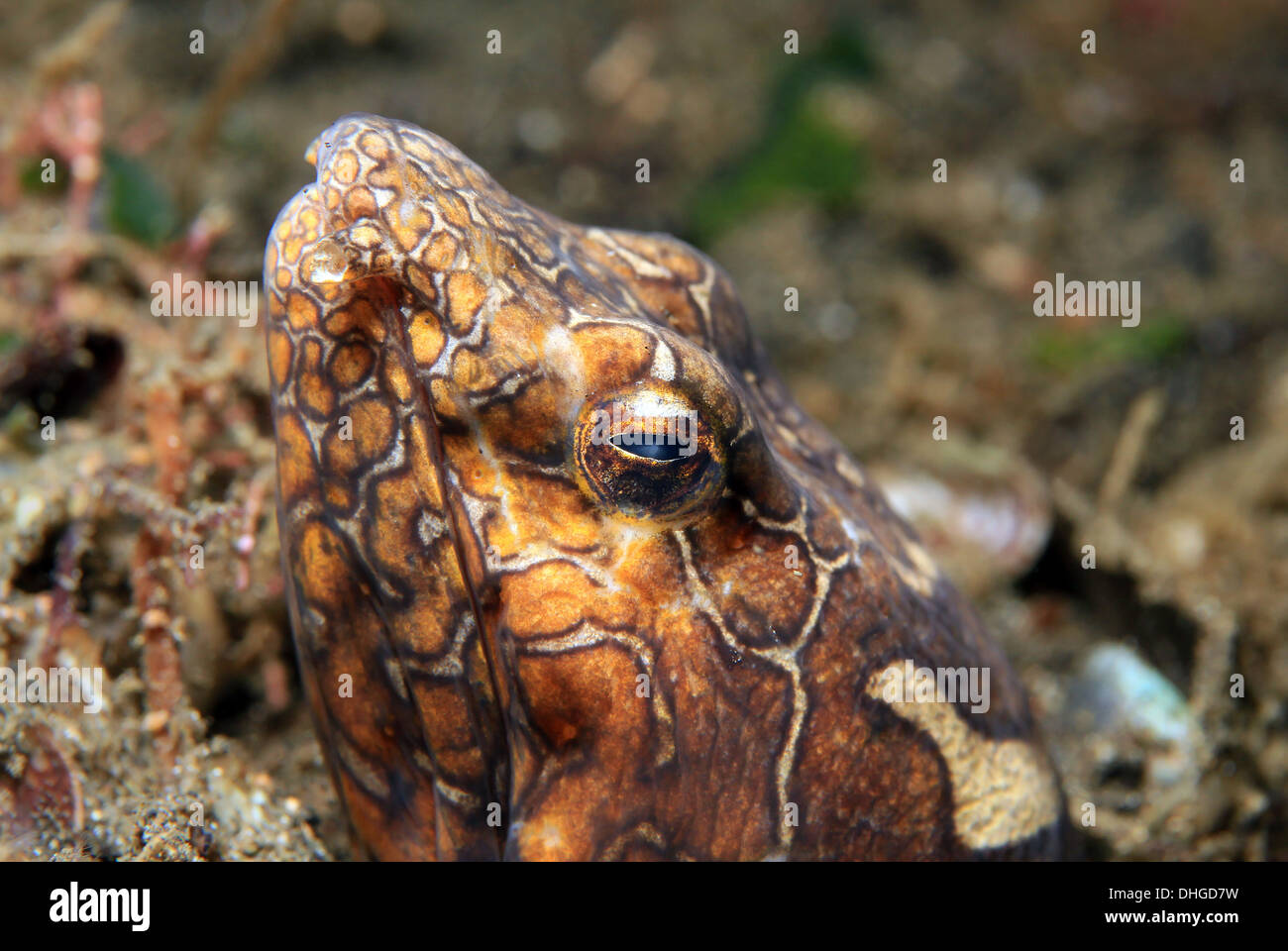 Close-up of a Clown Snake Eel (Ophichtus Bonaparti), Lembeh Strait ...