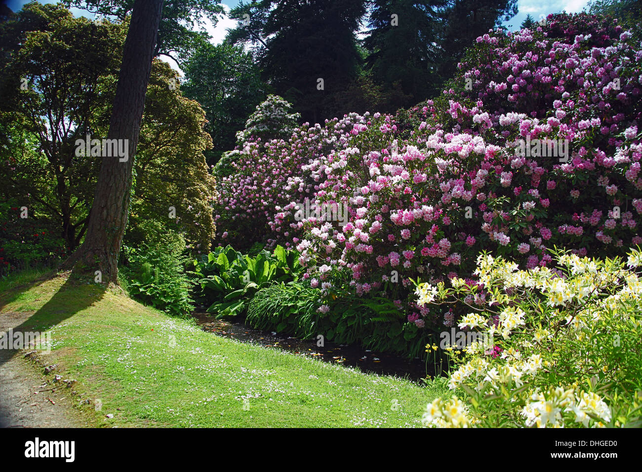 The woodland gardens surrounding Minterne House in Dorset, England, UK ...
