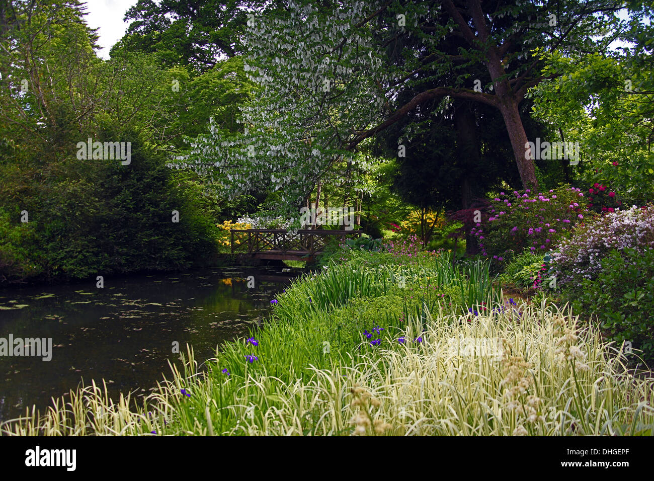 The woodland gardens surrounding Minterne House in Dorset, England, UK ...