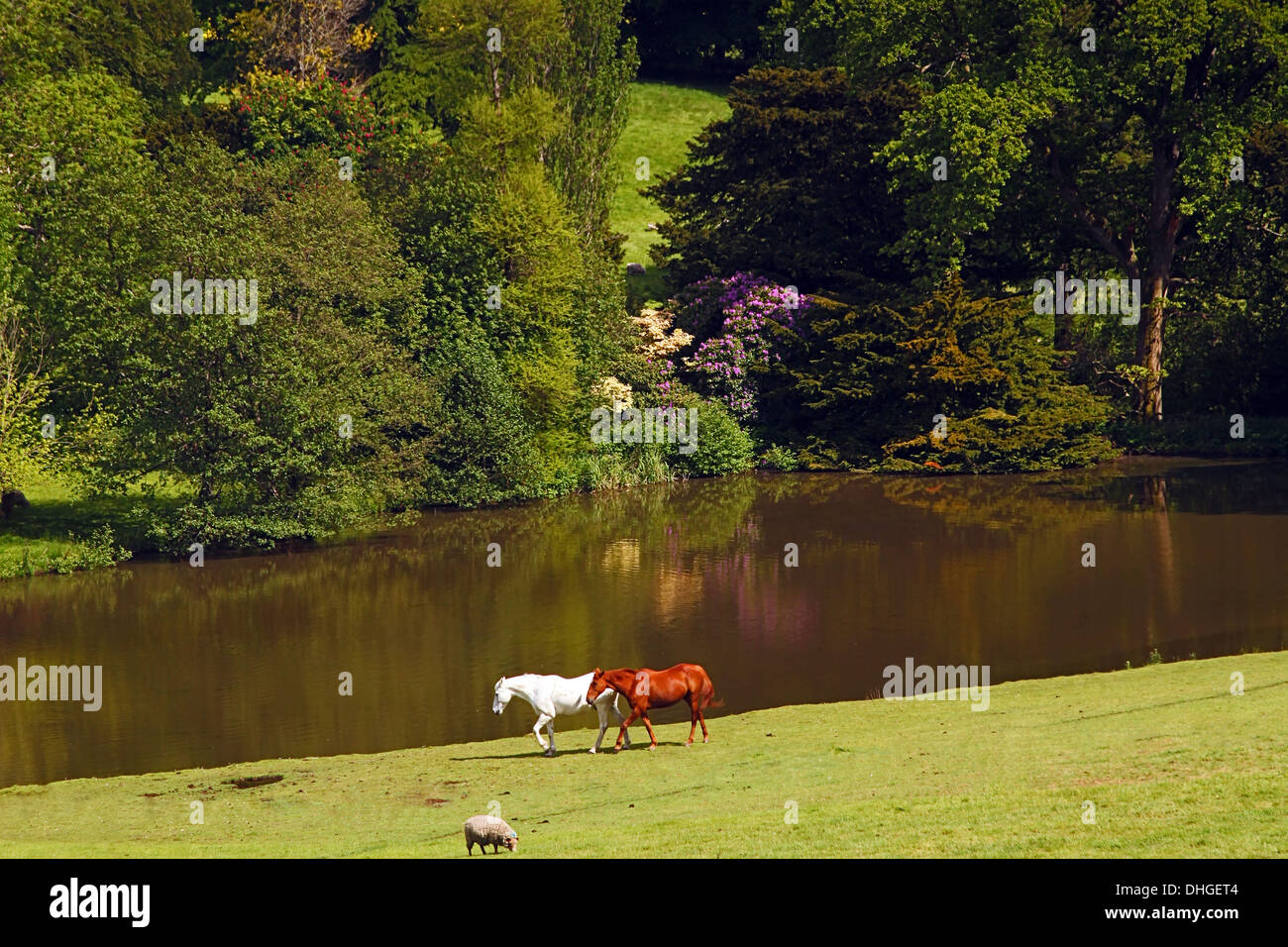 Chestnut and grey horses by the lake at Minterne House in Dorset ...