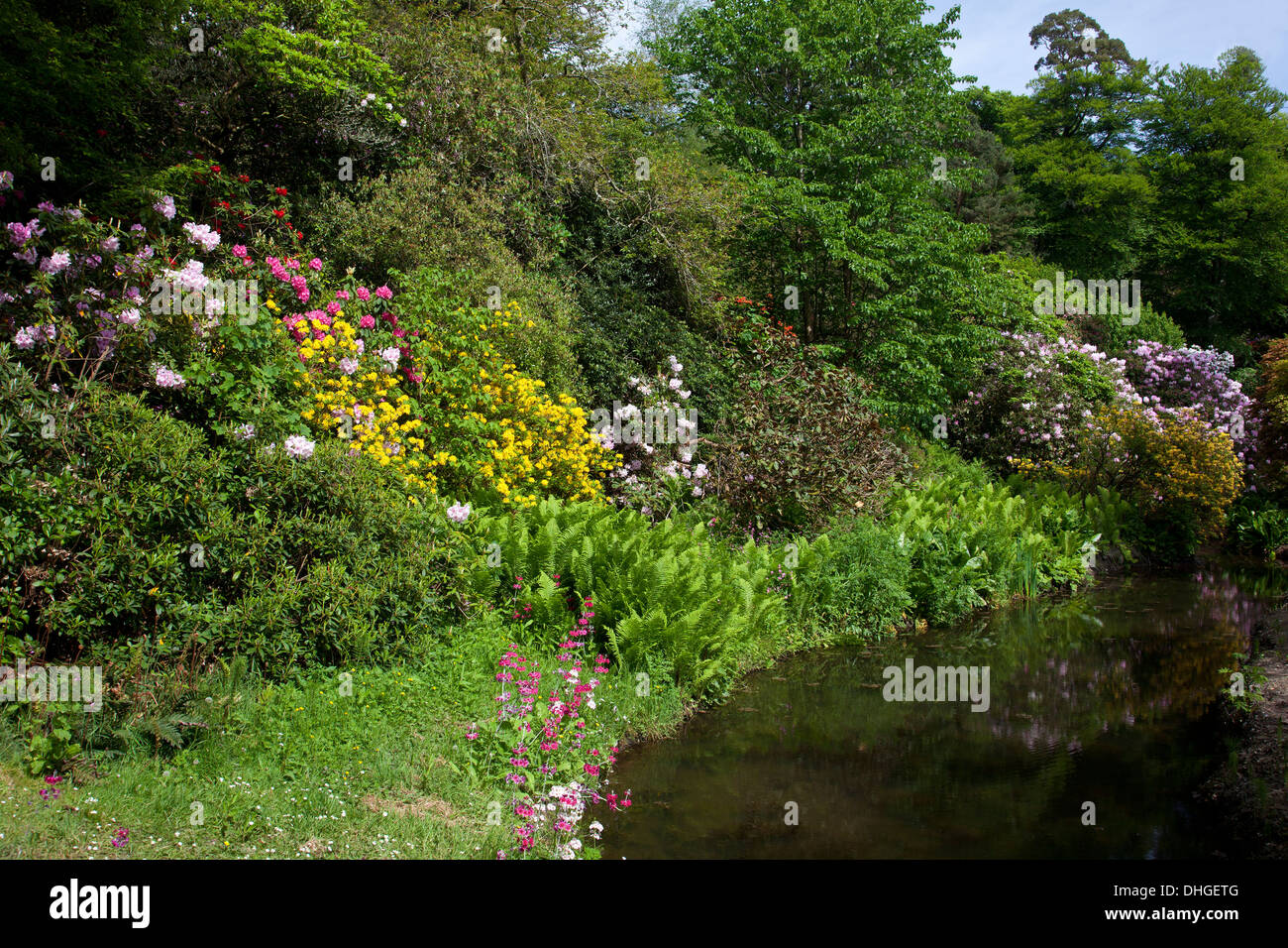 The woodland gardens surrounding Minterne House in Dorset, England, UK ...