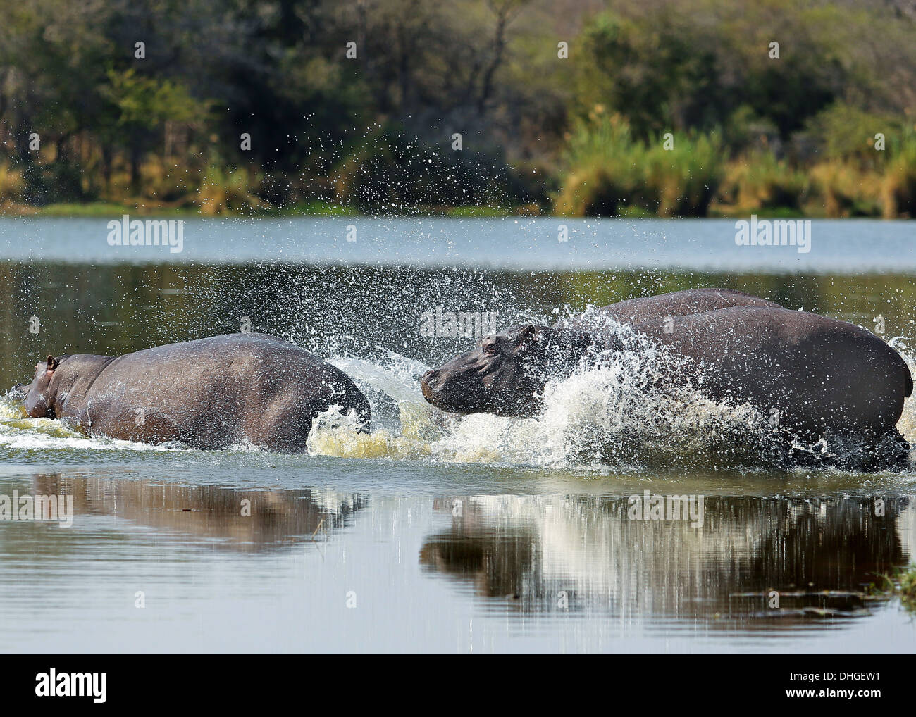 Hippos in water hi-res stock photography and images - Alamy