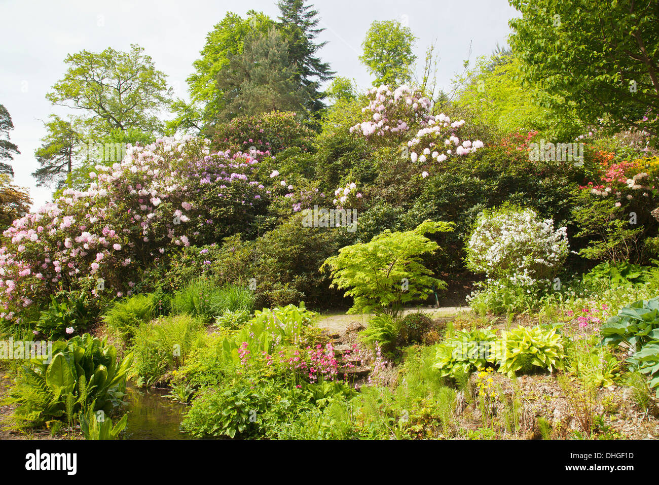The woodlandgardens surrounding Minterne House in Dorset, England, UK ...