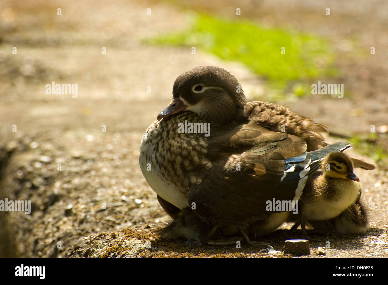 Mother Mandarin duck with her young at Regents canal in North London ...