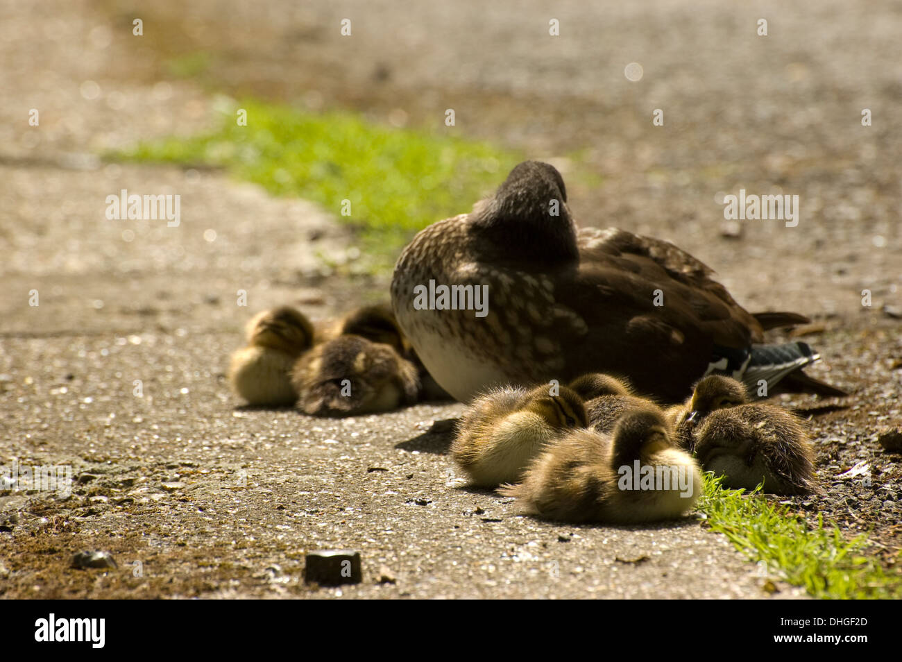 Mother Mandarin duck with her young at Regents canal in North London ...