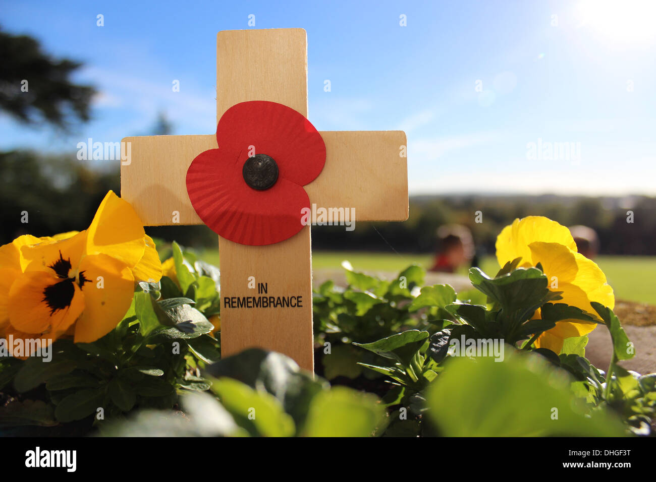 White peace poppy hi-res stock photography and images - Alamy
