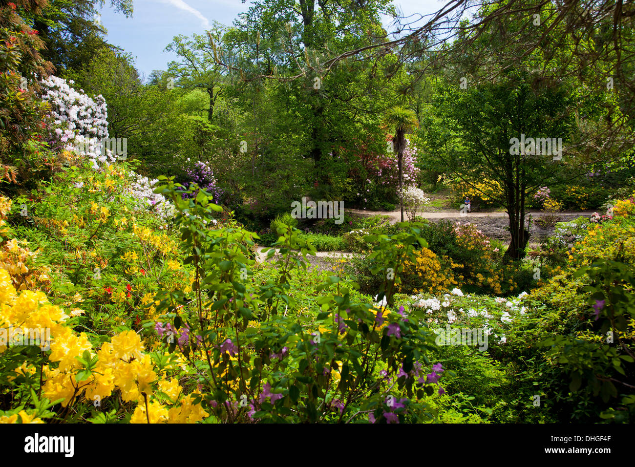 The woodland gardens surrounding Minterne House in Dorset, England, UK ...