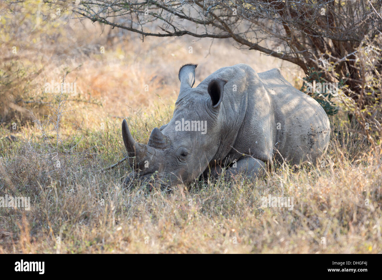 White Rhino sleeping in the shade of a bush in the Kruger National Park ...