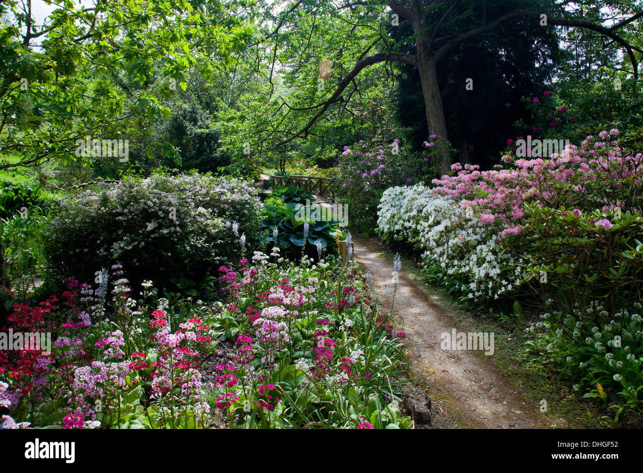 The woodland gardens surrounding Minterne House in Dorset, England, UK ...