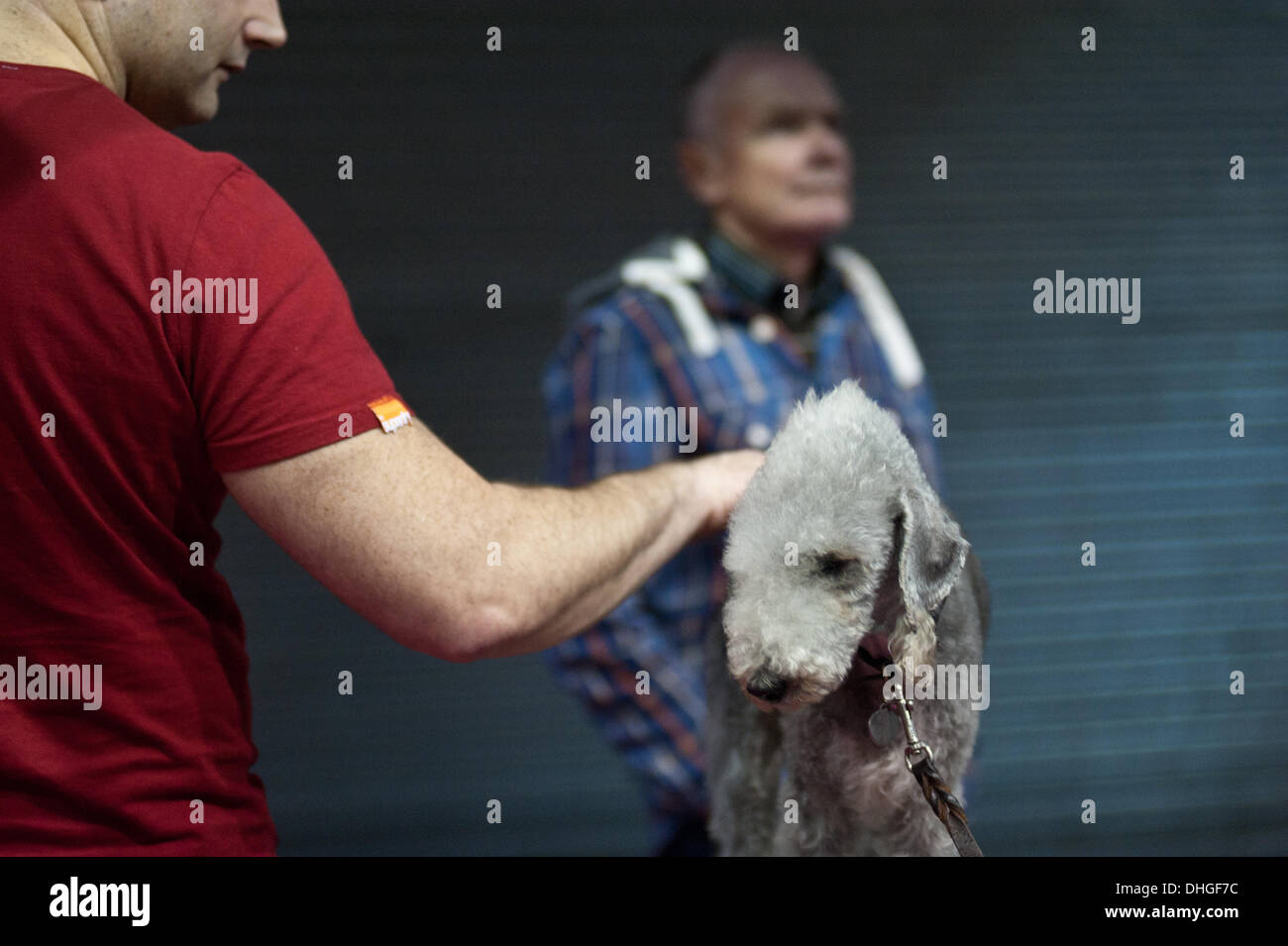 Discover dogs show hi-res stock photography and images - Alamy