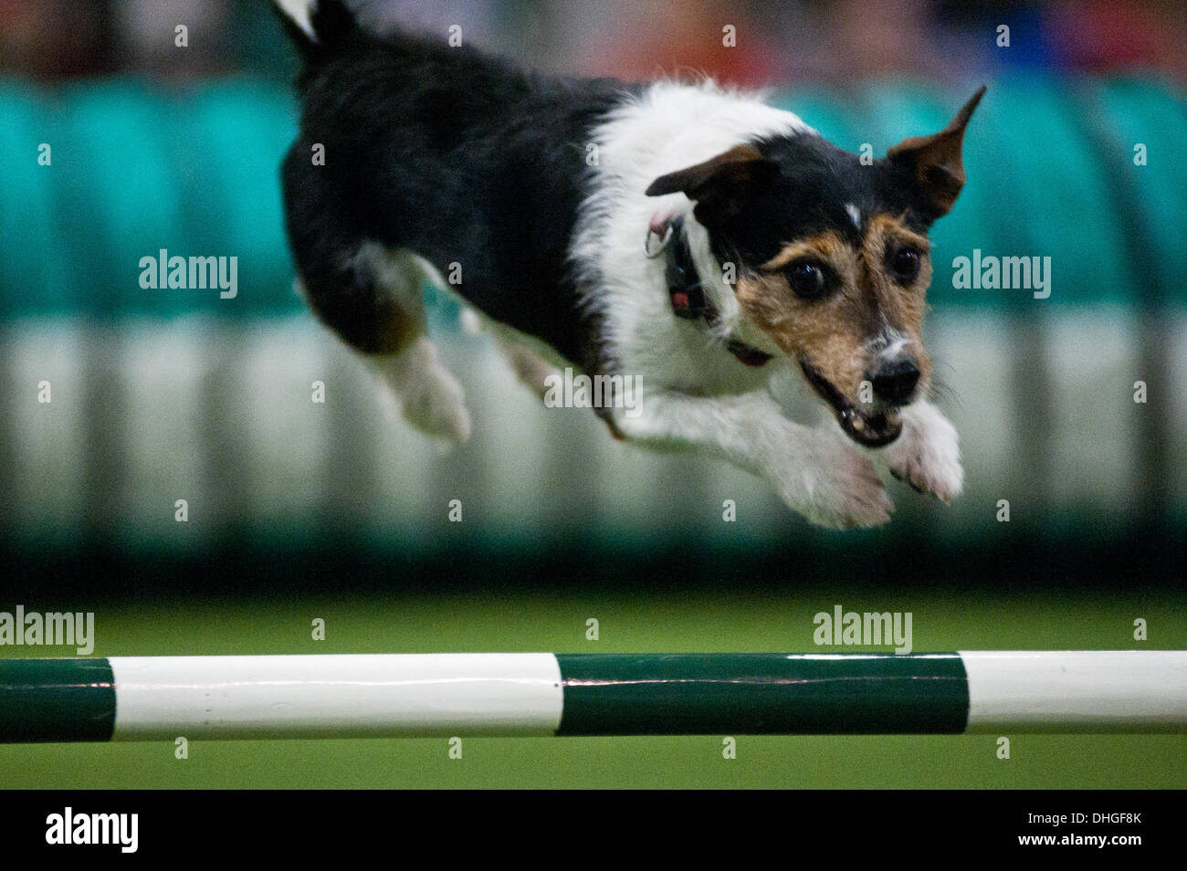 Show jumping contest hi-res stock photography and images - Alamy