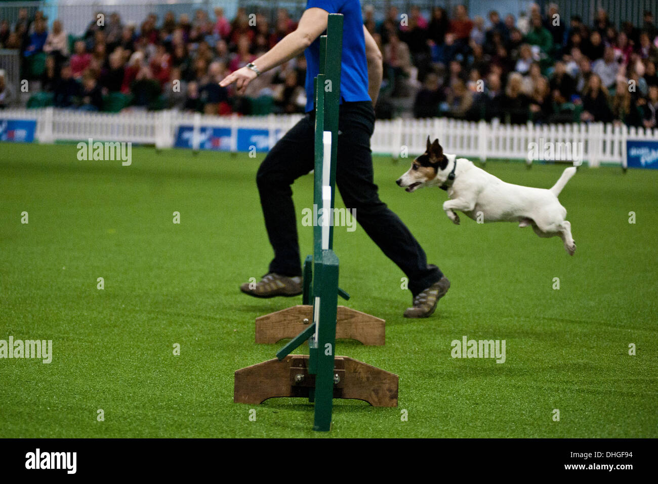 Discover dogs show hi-res stock photography and images - Alamy