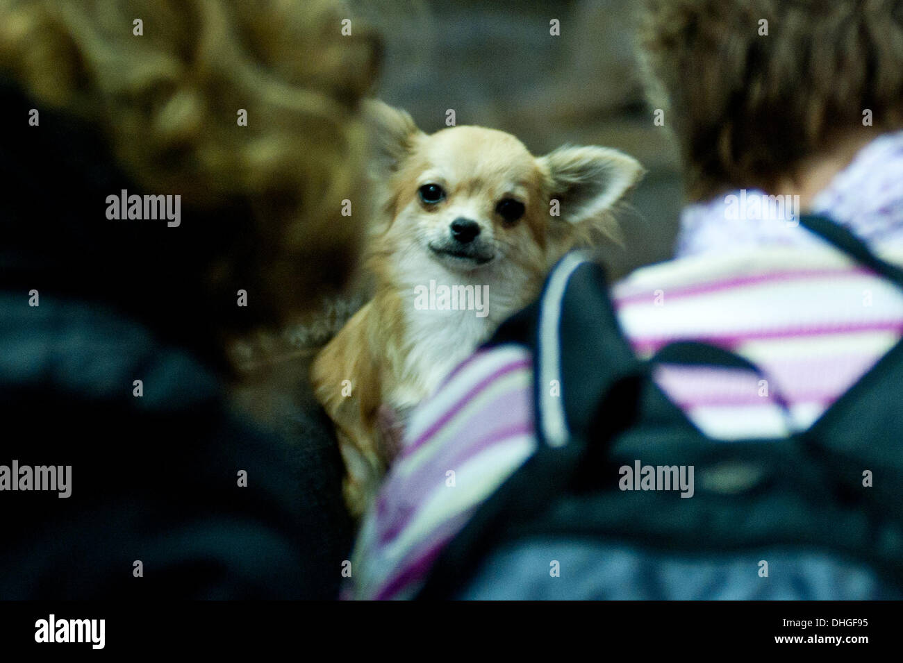 Discover dogs show hi-res stock photography and images - Alamy
