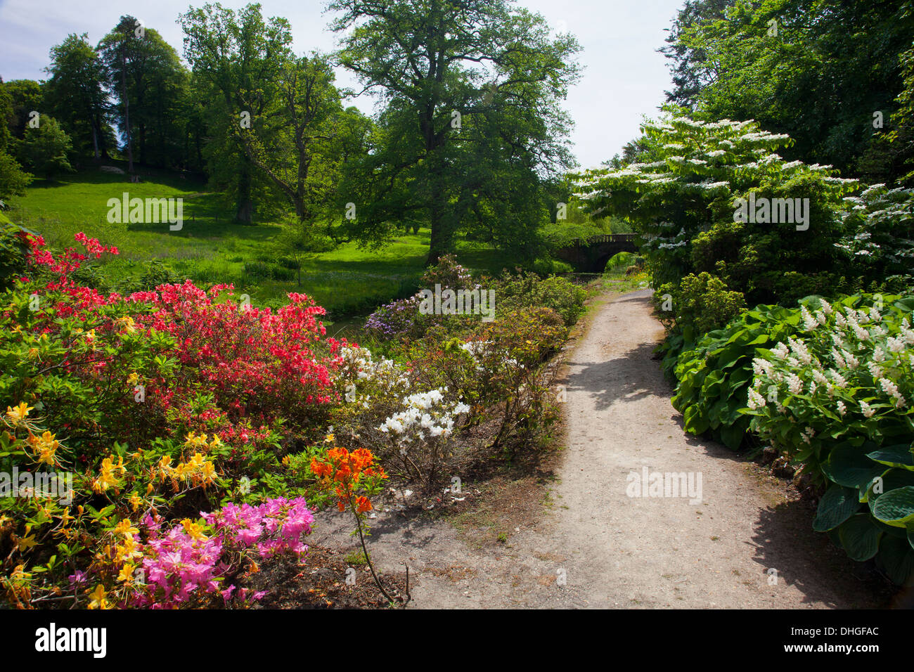 The woodland gardens surrounding Minterne House in Dorset, England, UK ...