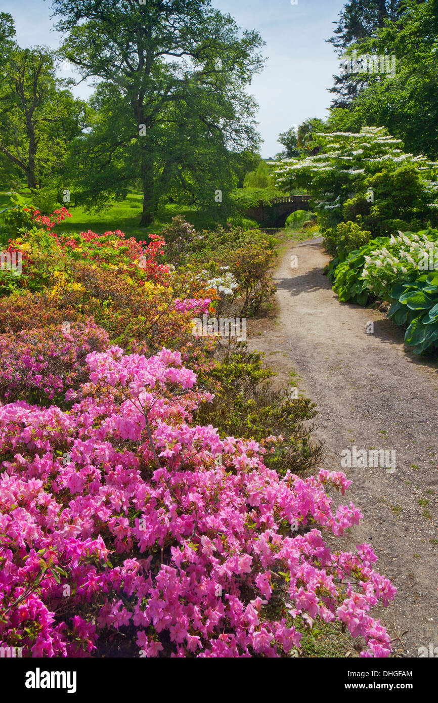 The woodland gardens surrounding Minterne House in Dorset, England, UK ...