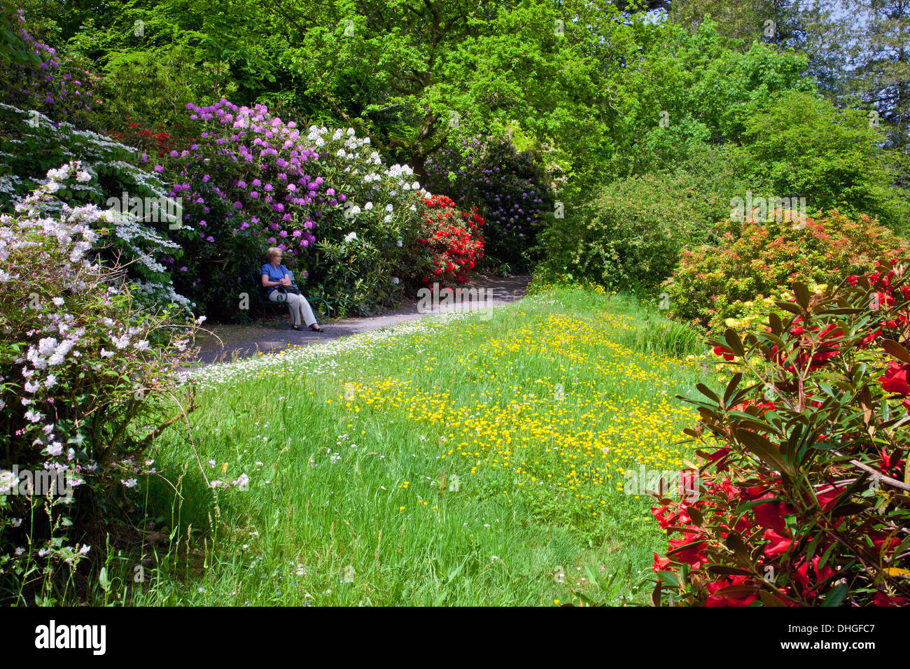 The woodland gardens surrounding Minterne House in Dorset, England, UK ...