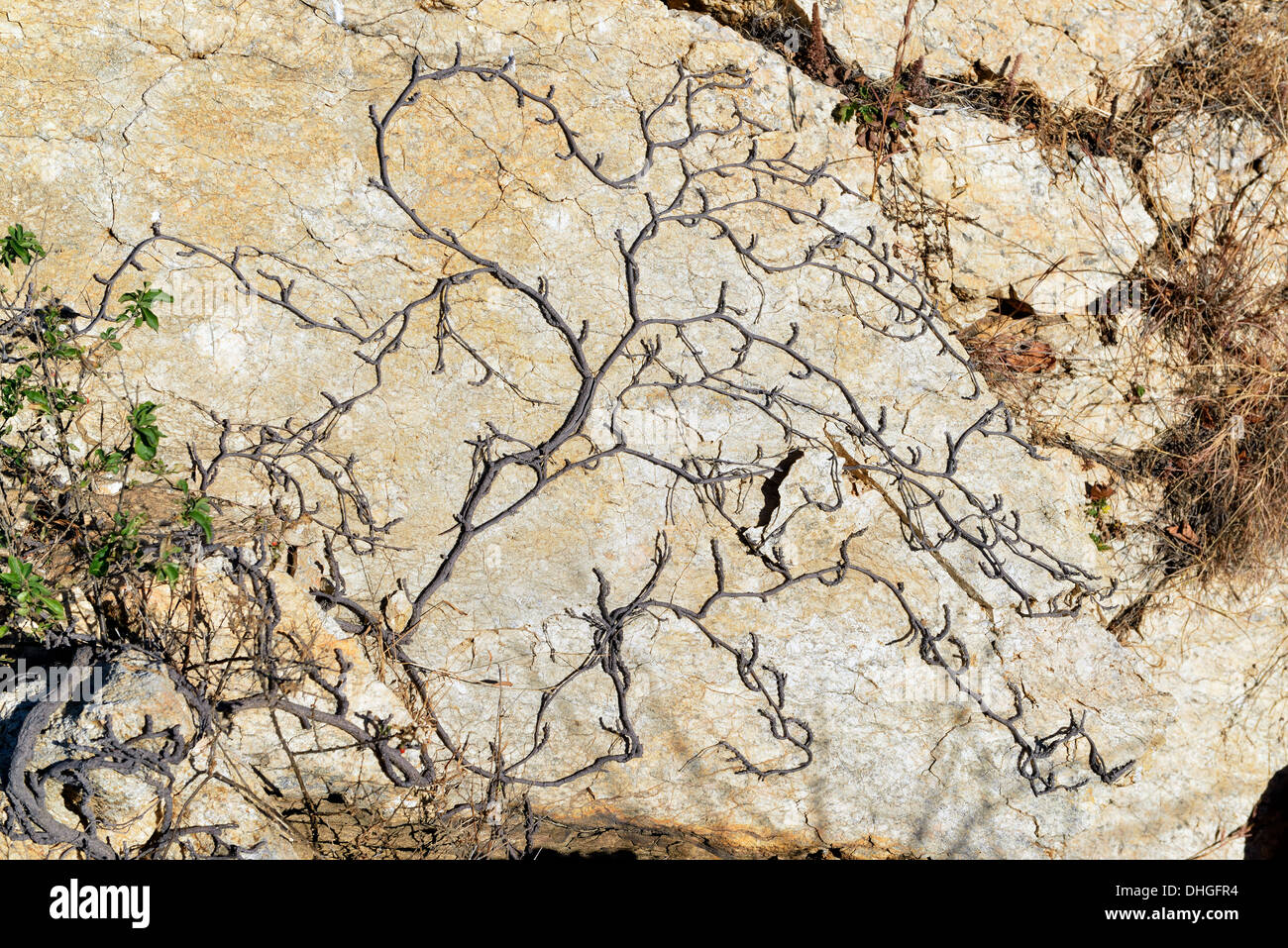 Sea of vines hi-res stock photography and images - Alamy