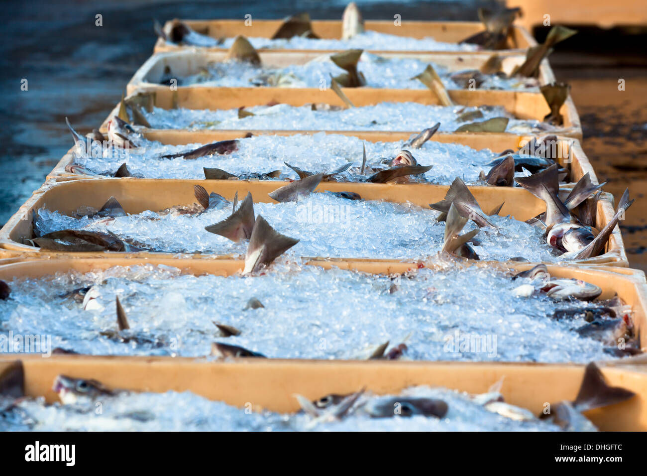 Catch of the day - Fresh Fish in Shipping Containers. Horizontal shot ...