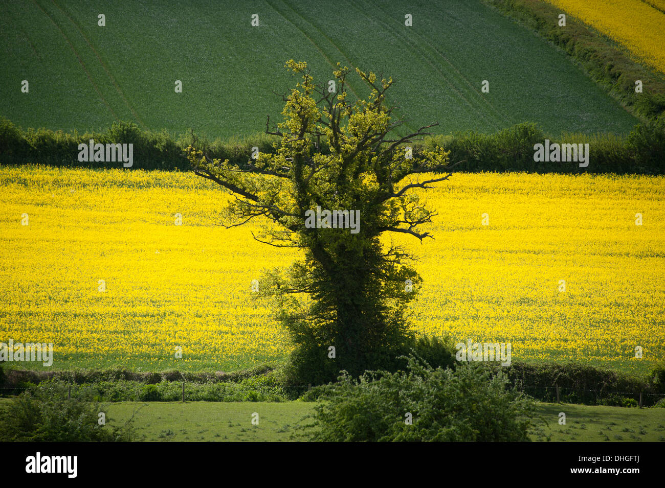 Yellow fields bright colourful rapeseed rape seed Stock Photo - Alamy