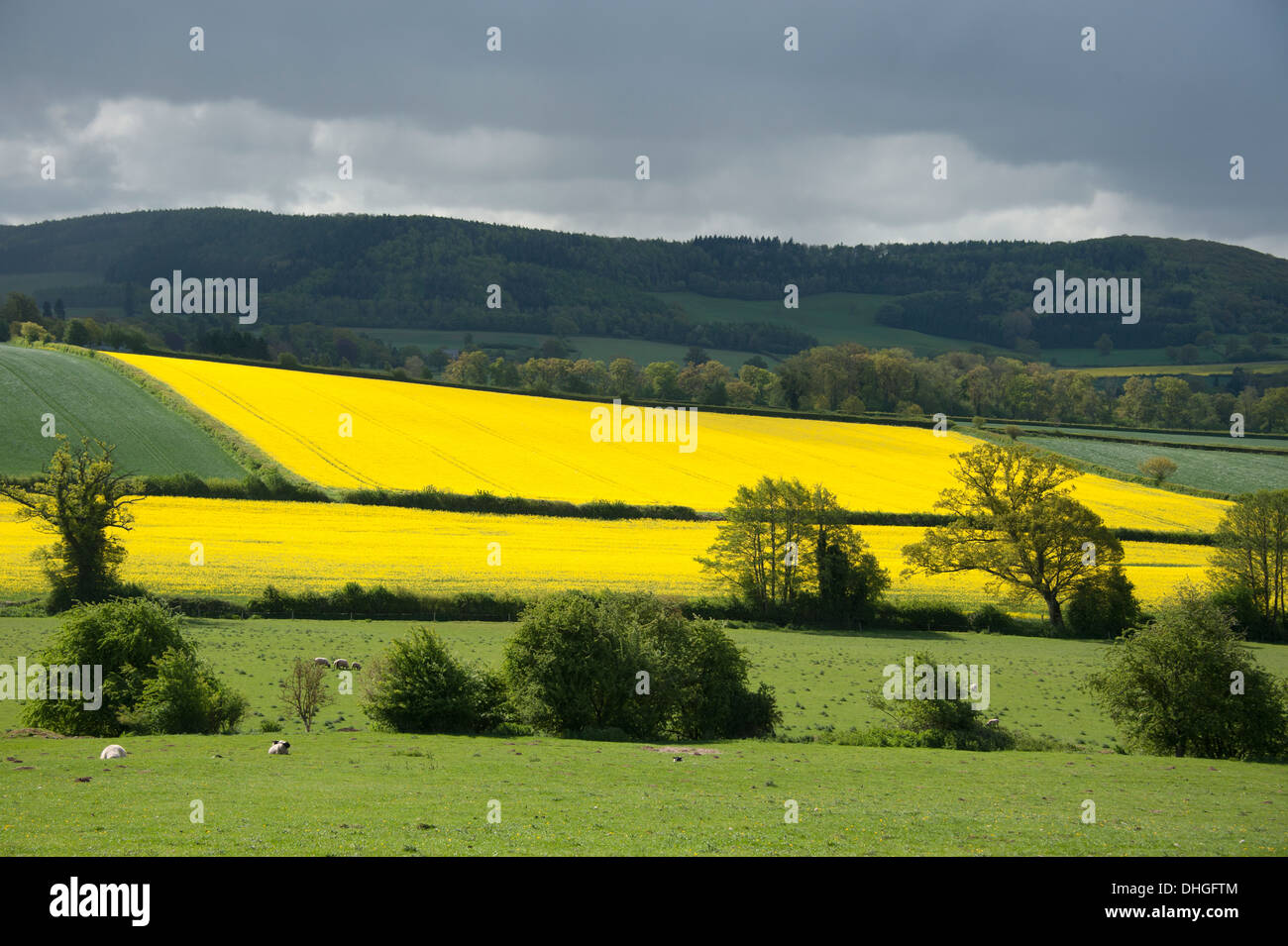 Yellow fields bright colourful rapeseed rape seed Stock Photo - Alamy