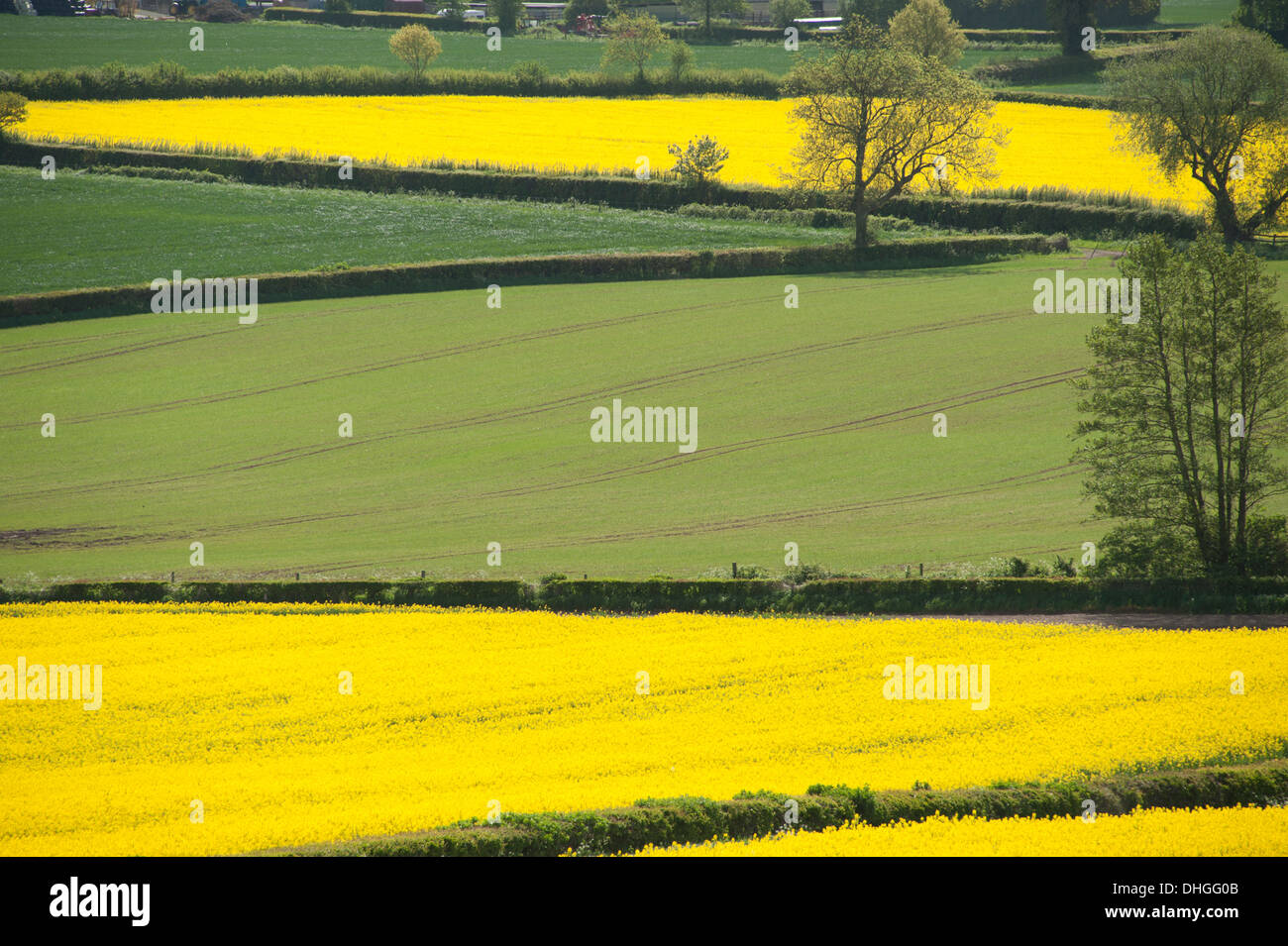 Yellow fields bright colourful rapeseed rape seed Stock Photo - Alamy