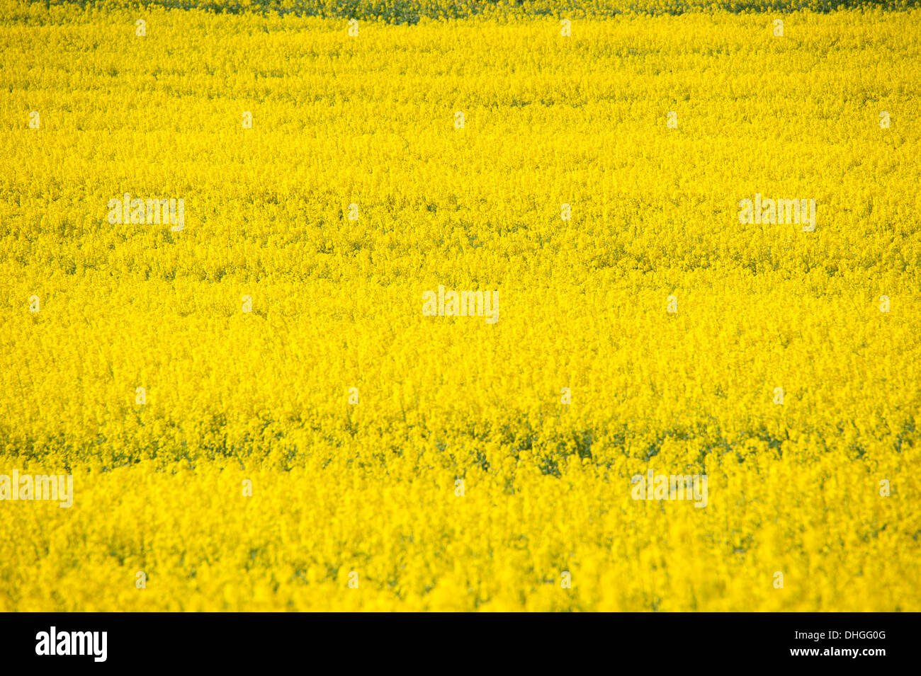 Yellow fields bright colourful rapeseed rape seed Stock Photo - Alamy