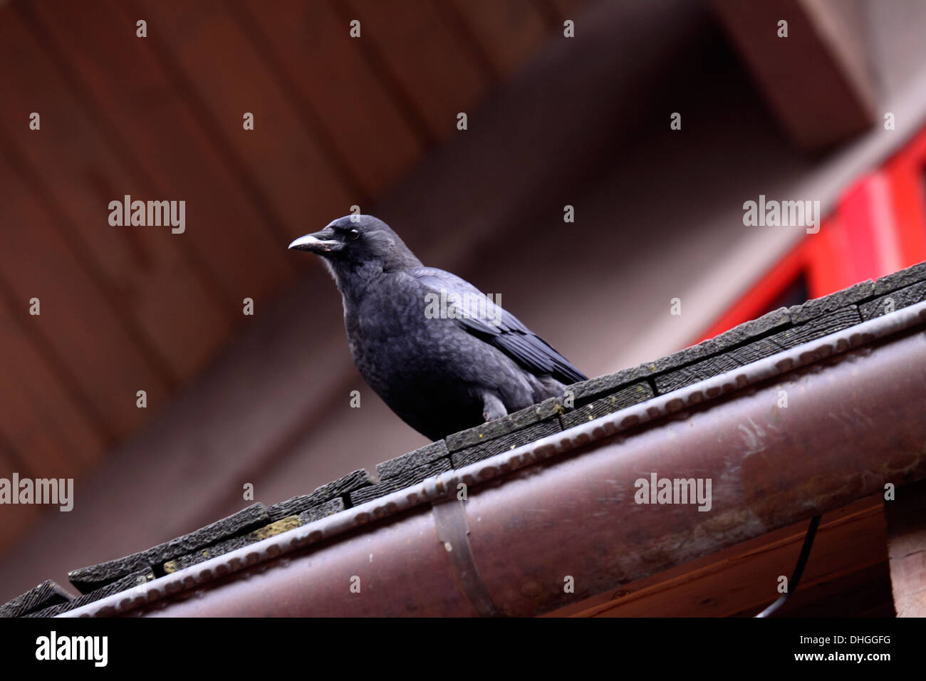 American crow perched hi-res stock photography and images - Alamy
