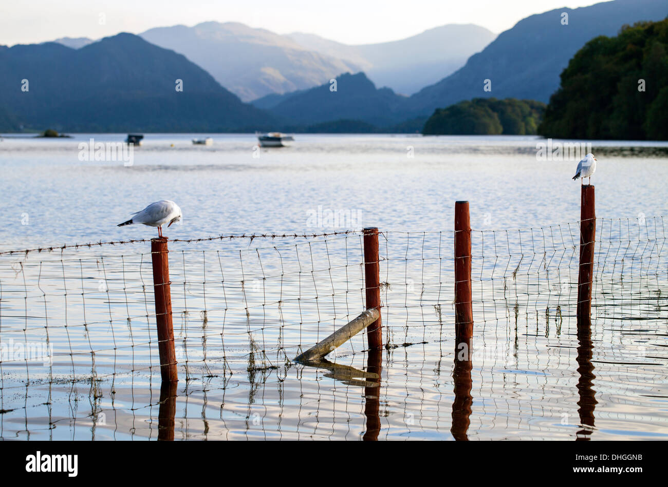 Derwent water bird hi-res stock photography and images - Alamy