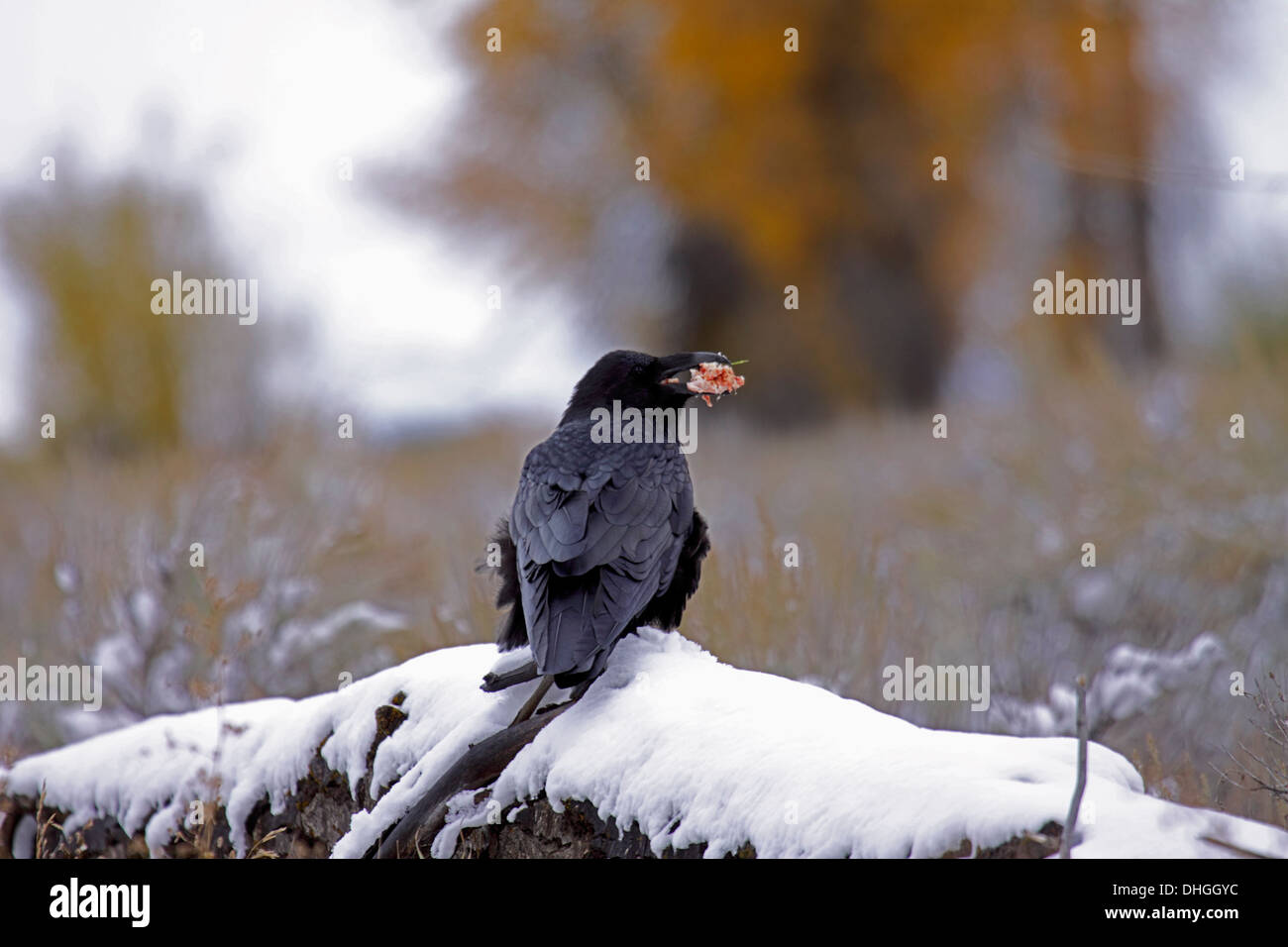 Ravens feeding hi-res stock photography and images - Alamy