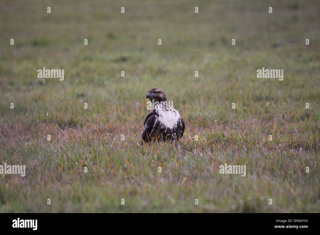 Hawk On The Ground Stock Photos & Hawk On The Ground Stock Images - Alamy